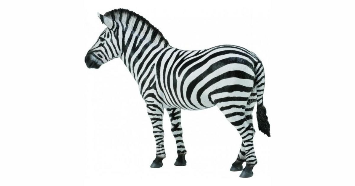 COLLECTA Figurka Zebra Common (004-88830) | Hinnavaatlus - hinnavõrdlus ...